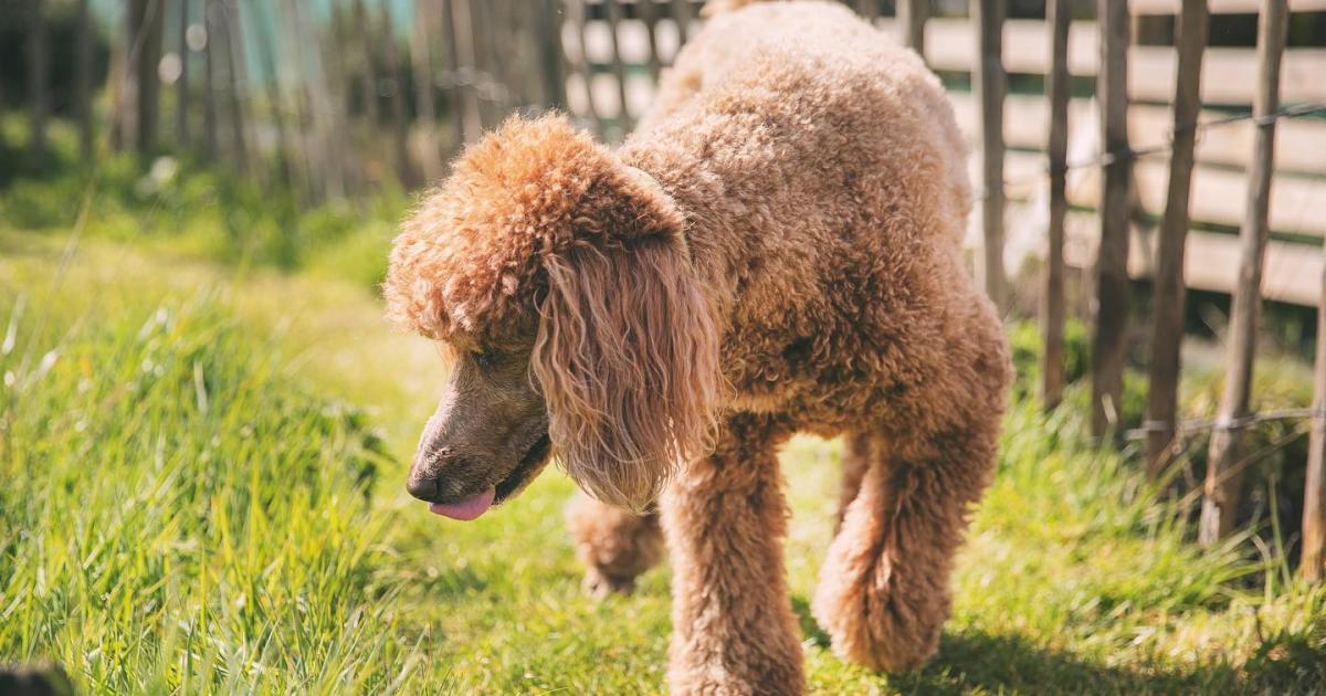 Why dogs eat poo | Dog Stroll Day Care Wimbledon