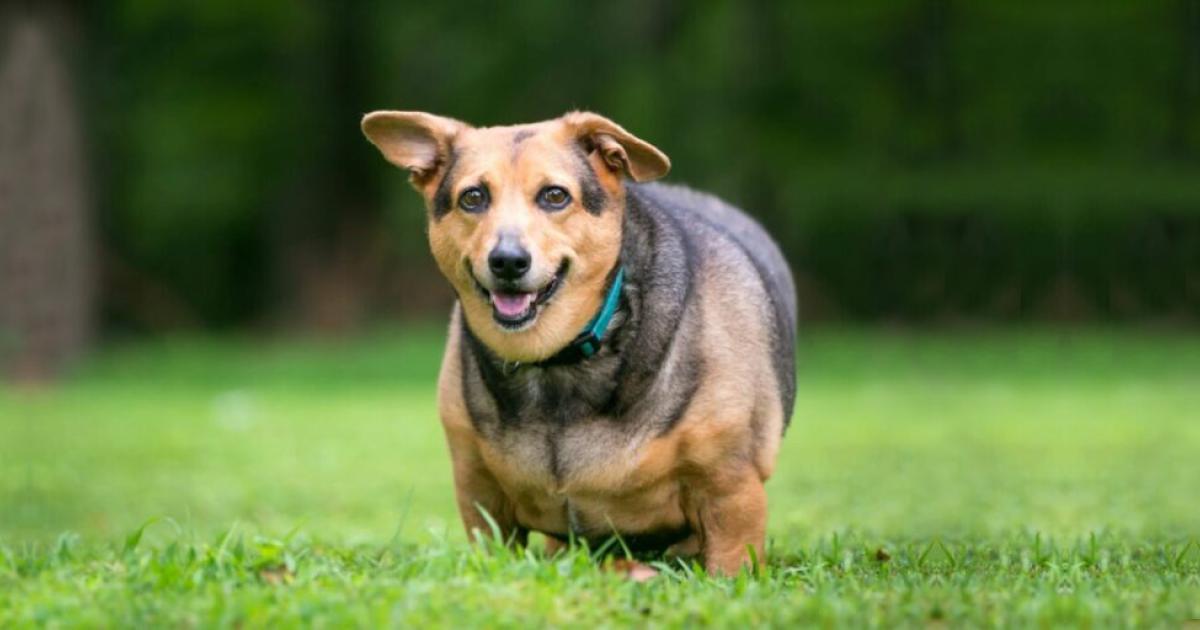 Overweight & Obesity in Dogs | Dog Stroll Day Care Wimbledon